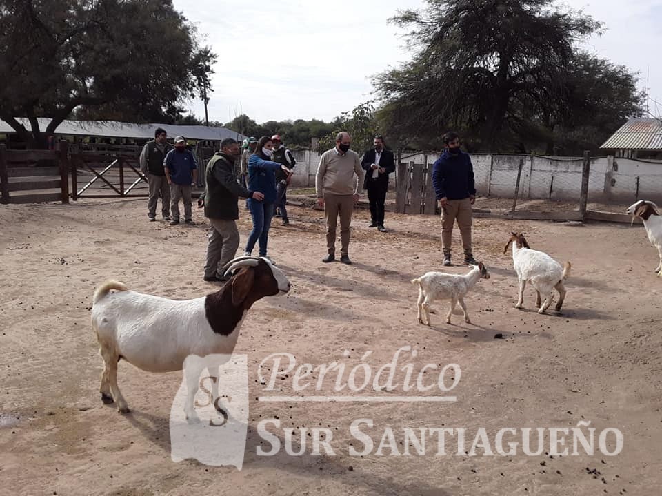 Herrera revaloriza la cabra criolla con una gran exposición en la EFA ...