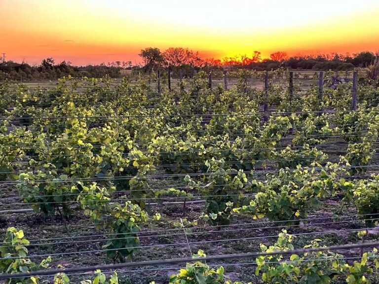 Finca María del Pilar presentó dos vinos nuevos hechos con uvas ...