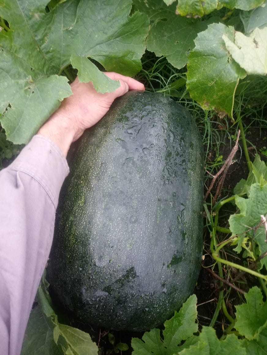 En el paraje El Ochenta se producen distintas variedades de zapallos ...