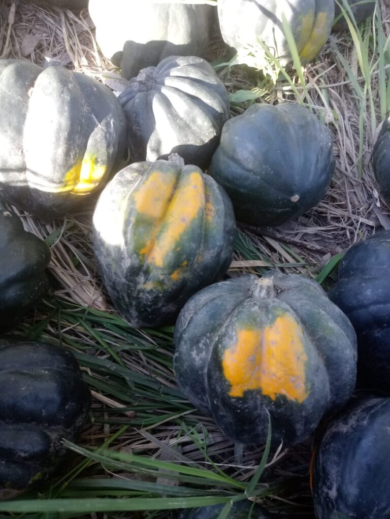 En el paraje El Ochenta se producen distintas variedades de zapallos ...