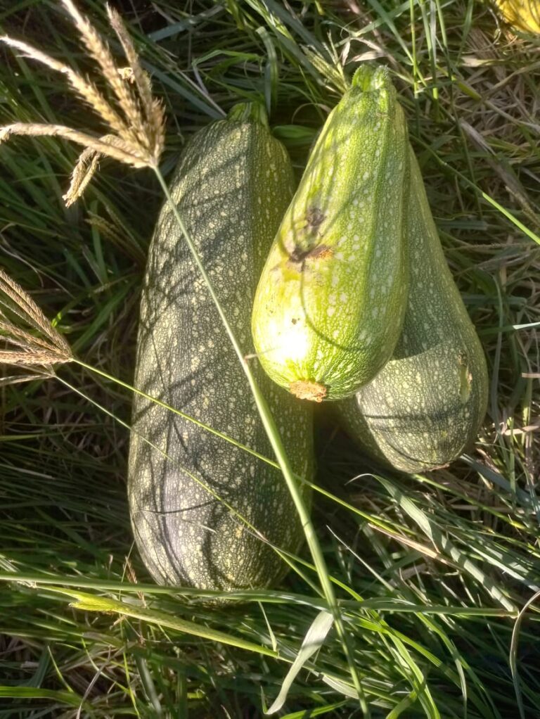 En el paraje El Ochenta se producen distintas variedades de zapallos ...